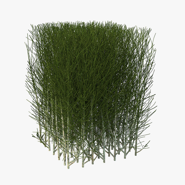 Square bush 3D model - TurboSquid 1575159