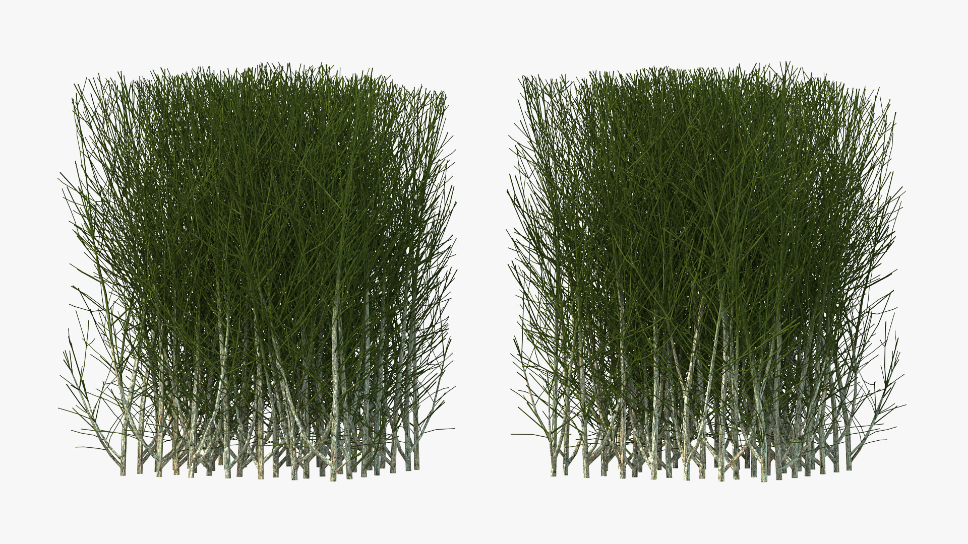 Square bush 3D model - TurboSquid 1575159