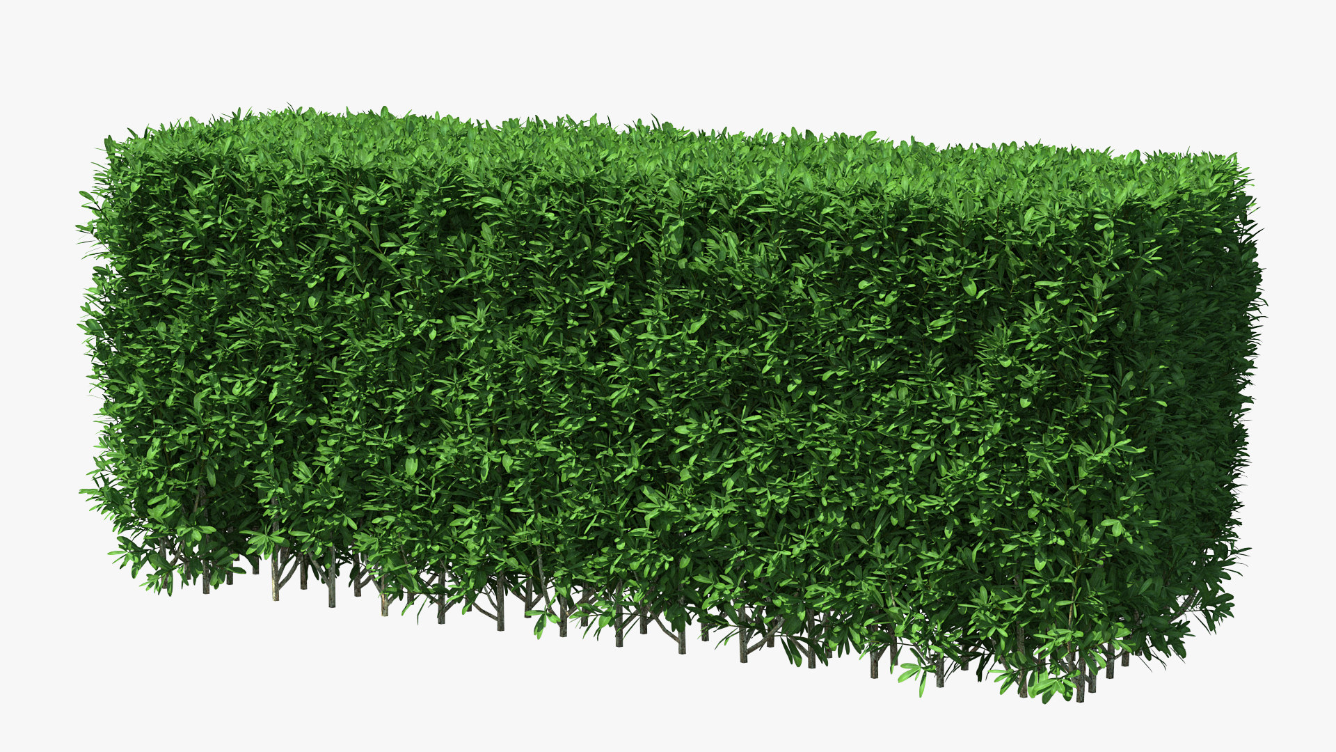 3D boxwood hedge - TurboSquid 1574954