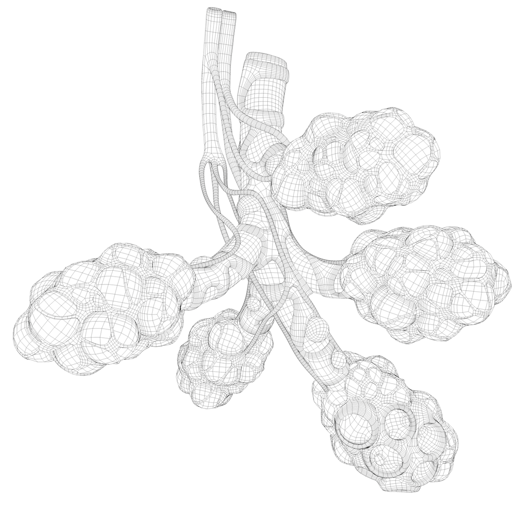 Realistic human bronchi alveoli 3D - TurboSquid 1575029