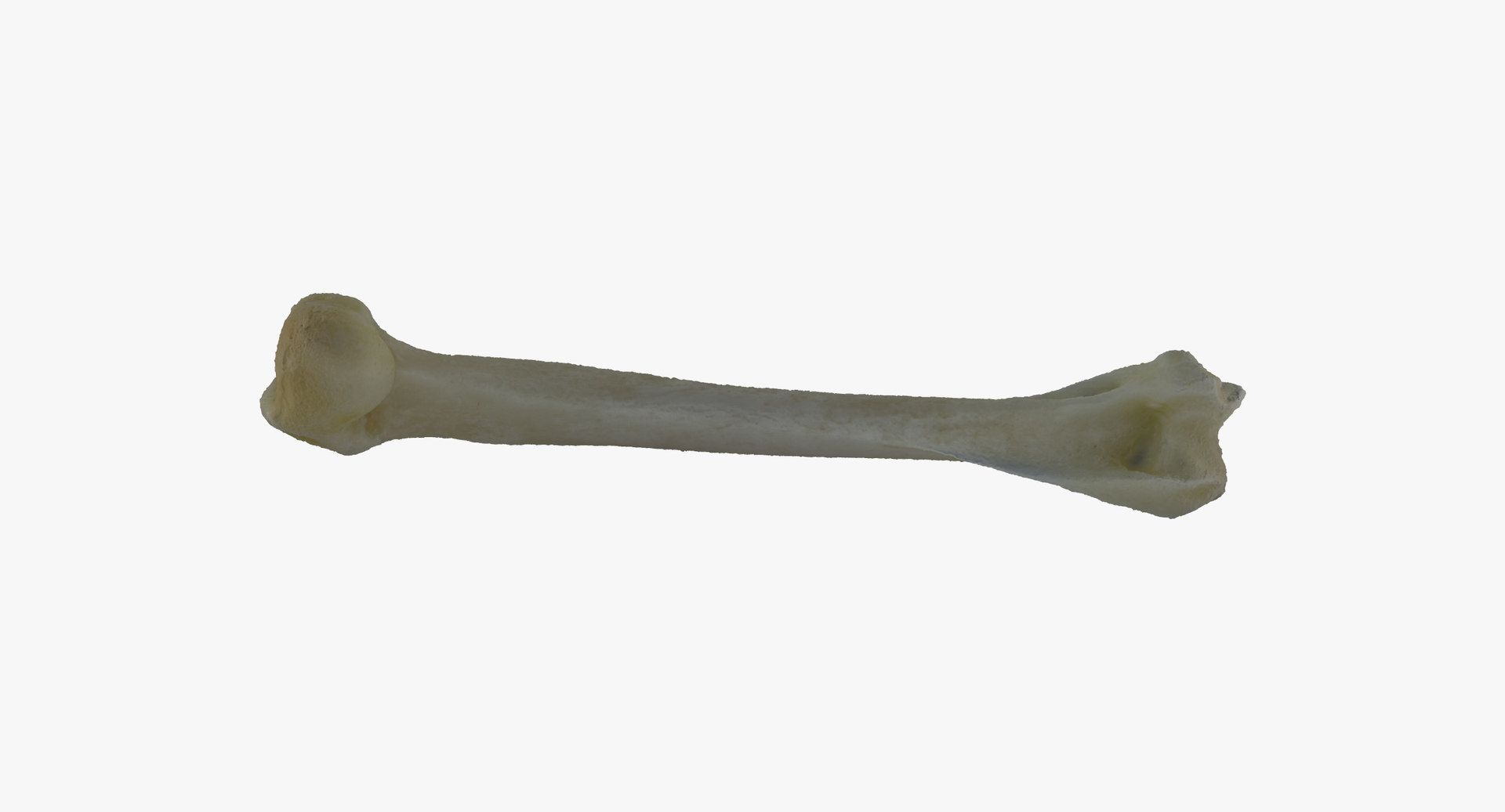 Domestic cat humerus bone model - TurboSquid 1575023