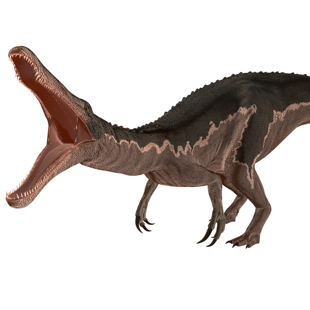 3D baryonyx walkeri model - TurboSquid 1575026