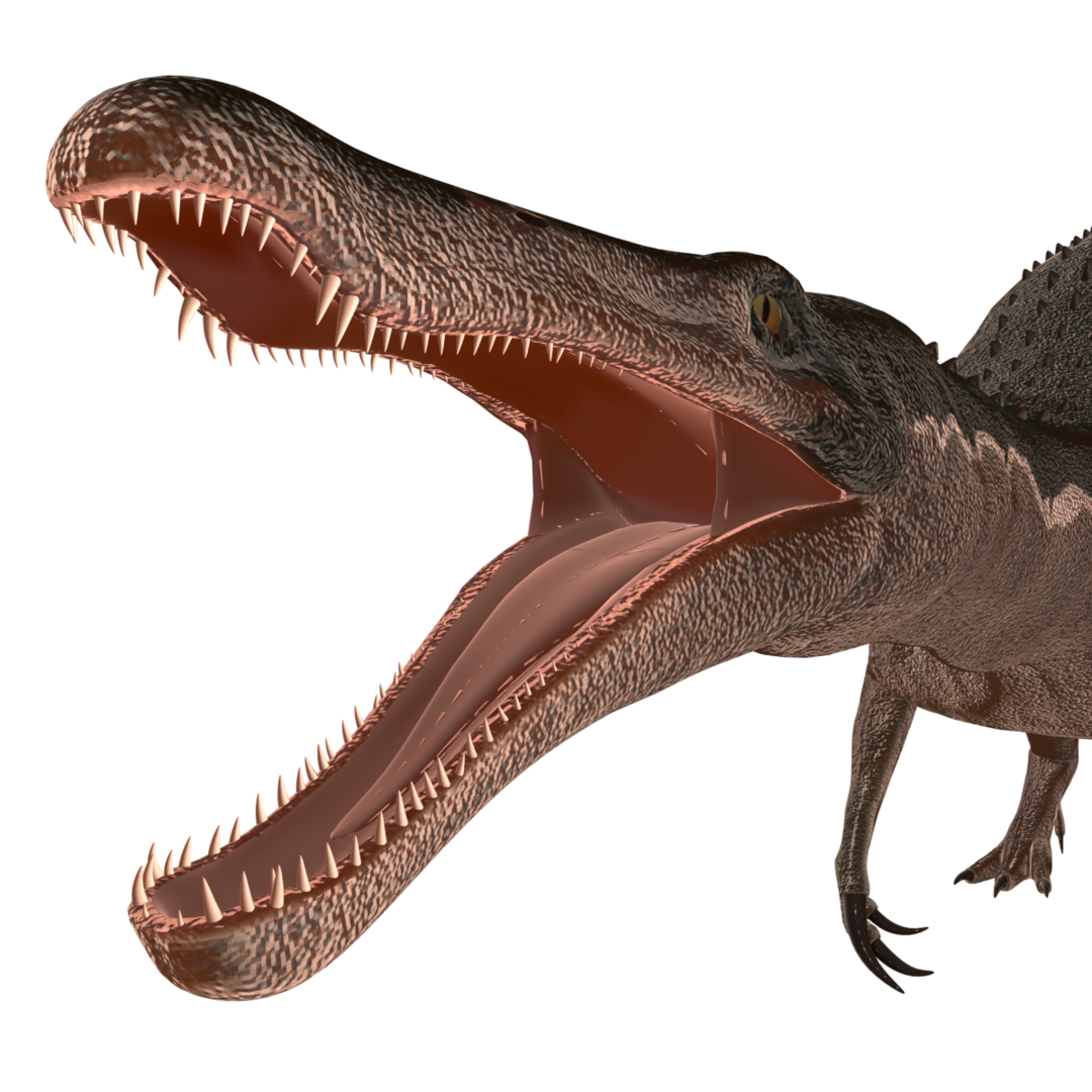 3D baryonyx walkeri model - TurboSquid 1575026