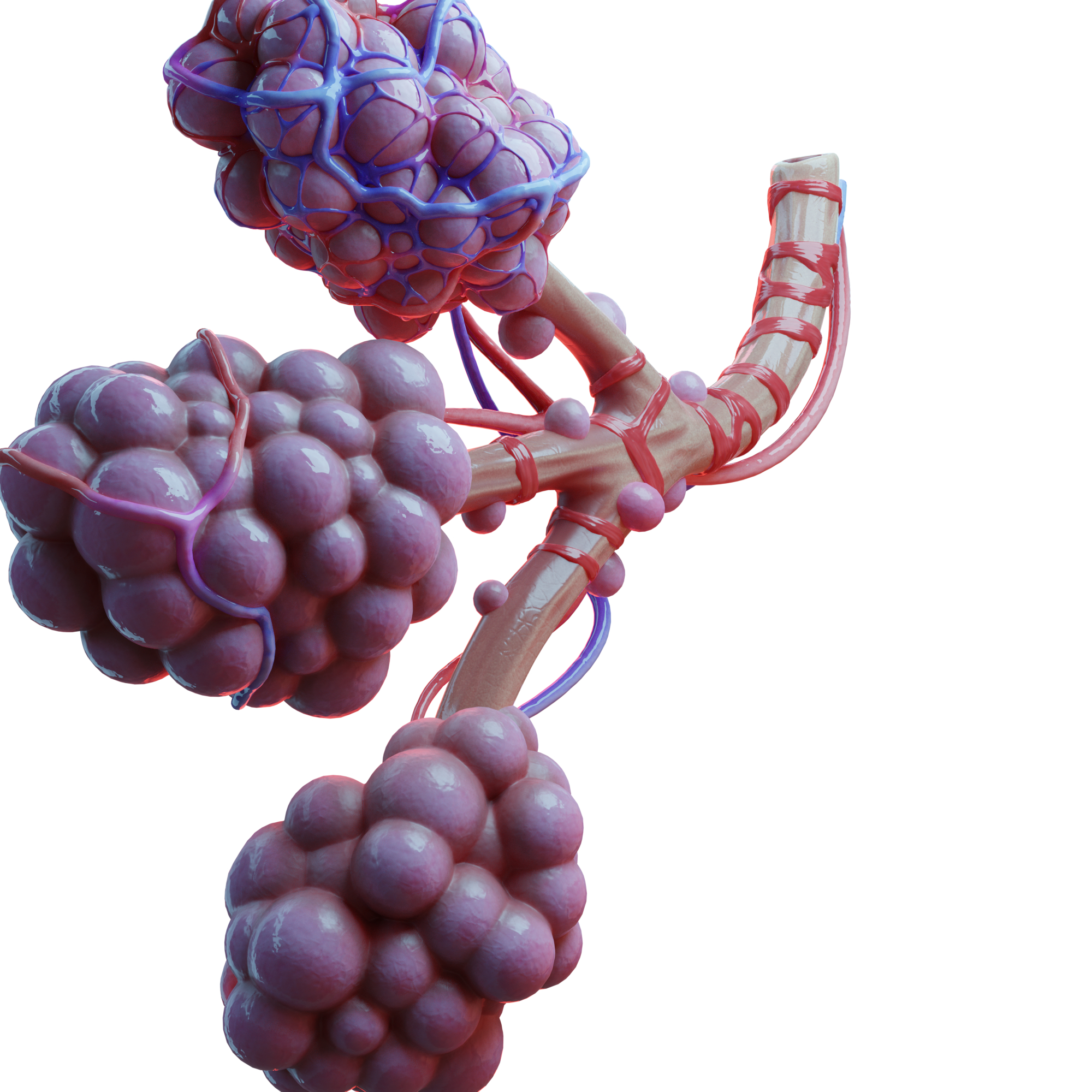 Anatomia realista de bronquios alvéolos humanos Modelo 3D - TurboSquid ...