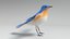 3D bluebird animations model - TurboSquid 1576033