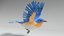 3D bluebird animations model - TurboSquid 1576033
