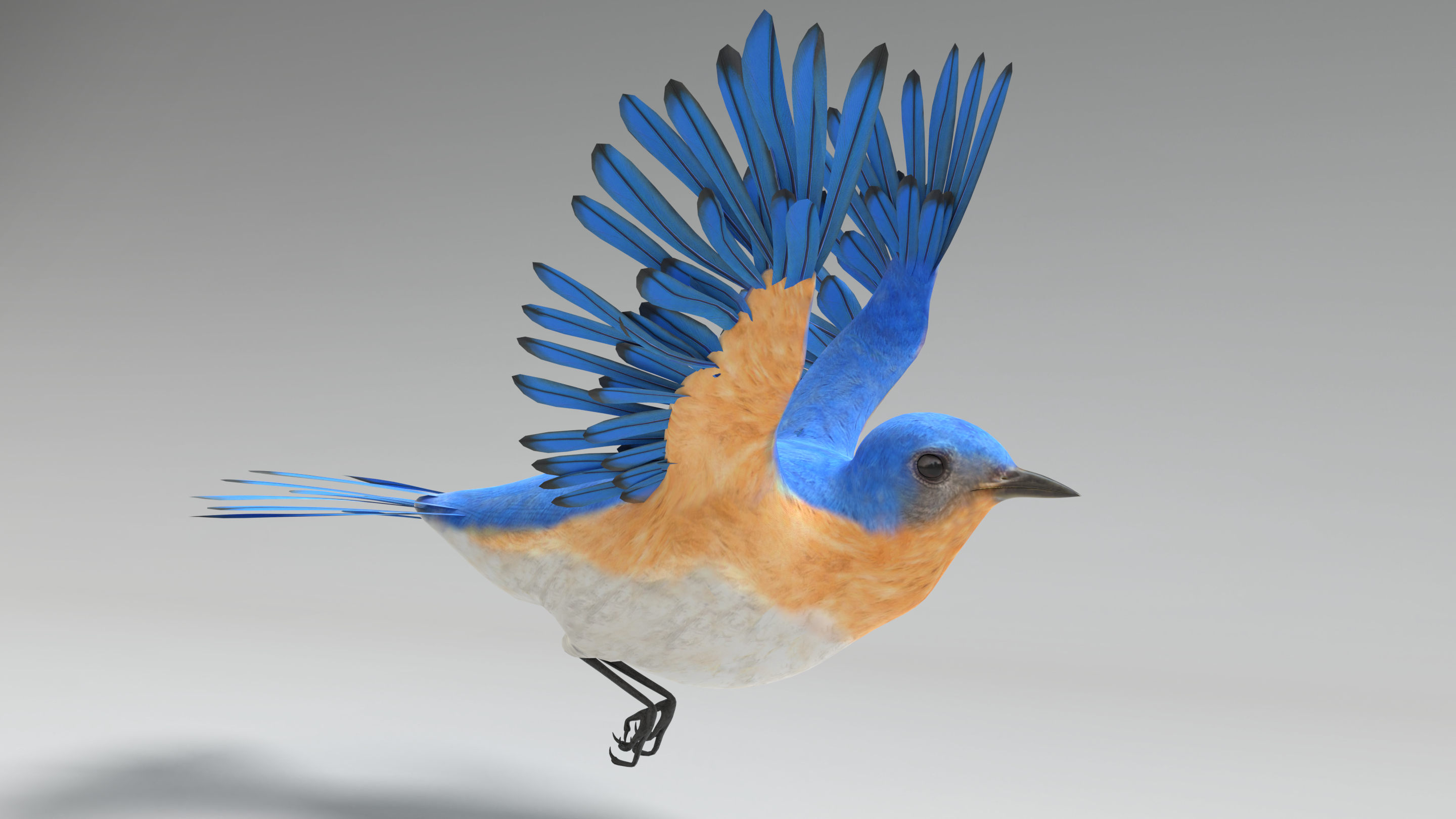 3D bluebird animations model - TurboSquid 1576033
