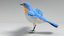 3D bluebird animations model - TurboSquid 1576033