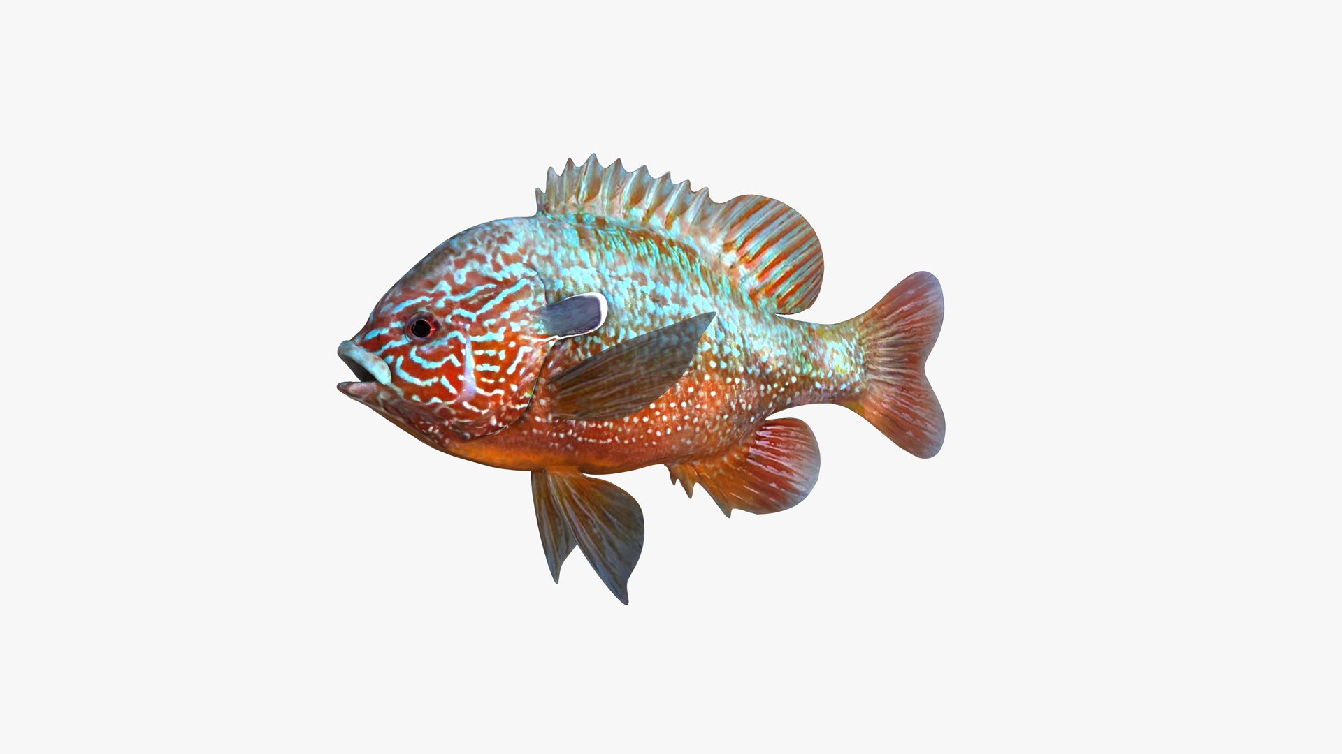 Realistic longear sunfish 3D model - TurboSquid 1576445