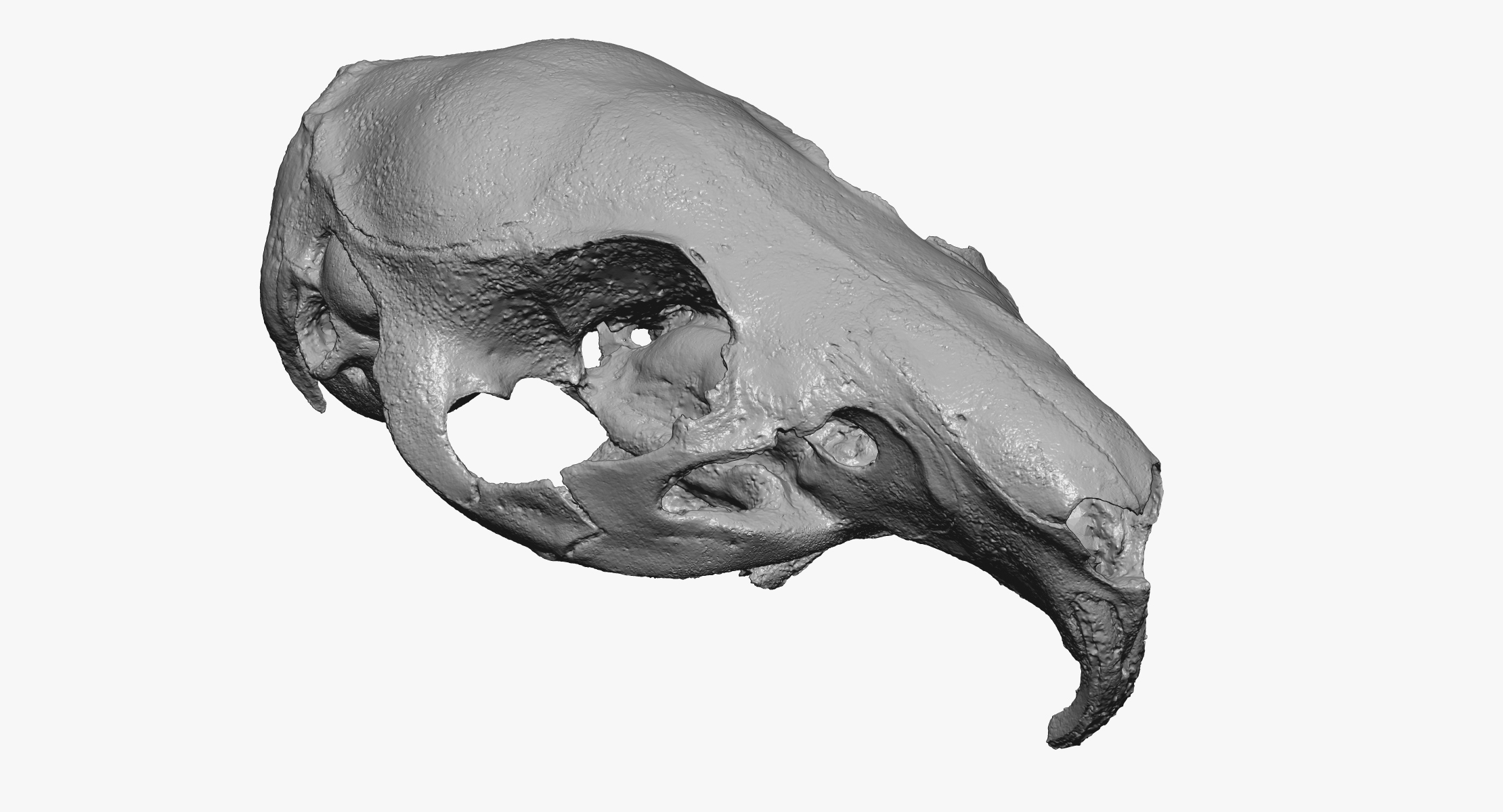 Domestic guinea pig cavia 3D model - TurboSquid 1576799