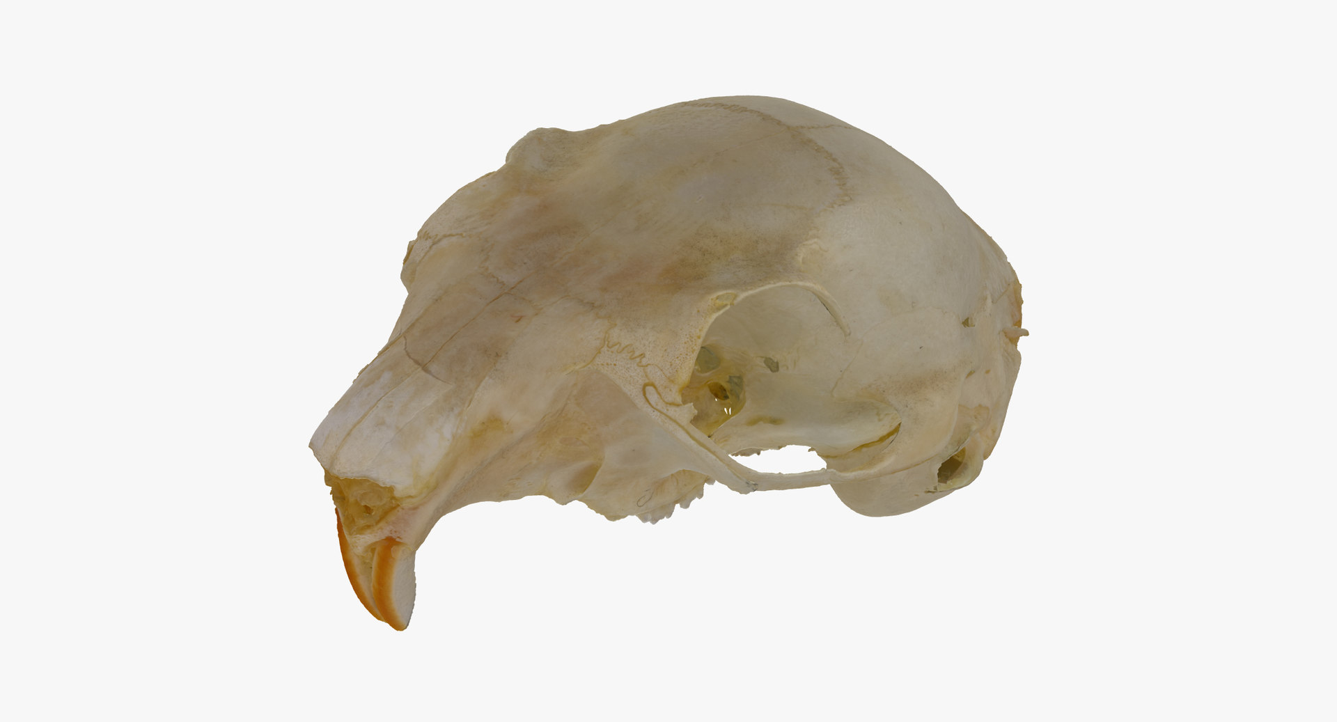 3D eurasian red squirrel sciurus model - TurboSquid 1576801