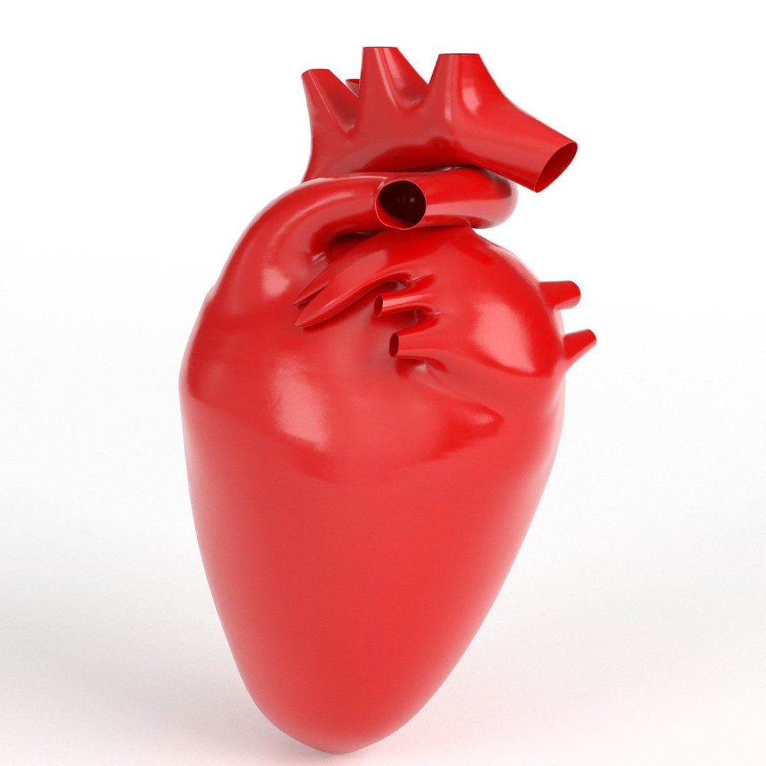 modelo 3d Anatomía del corazón humano - TurboSquid 1149348