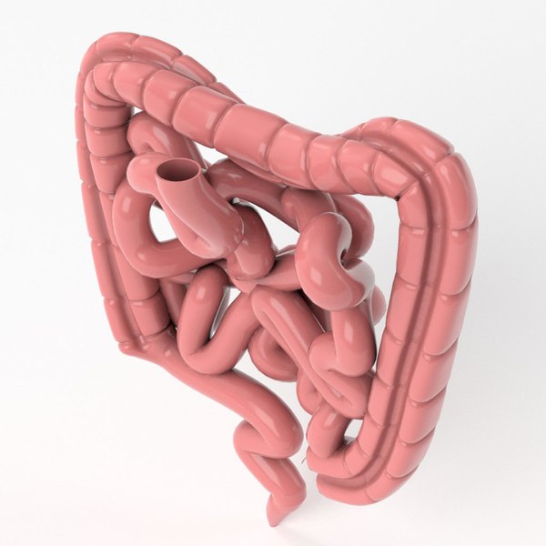 Human intestine 3D model - TurboSquid 1151752