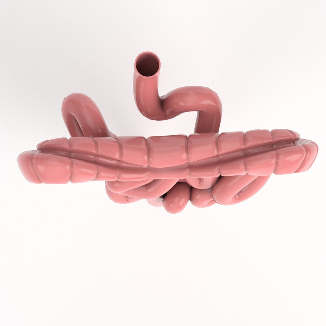 Human intestine 3D model - TurboSquid 1151752