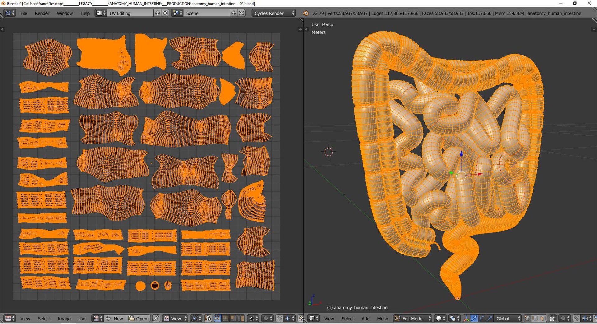 Human intestine 3D model - TurboSquid 1151752