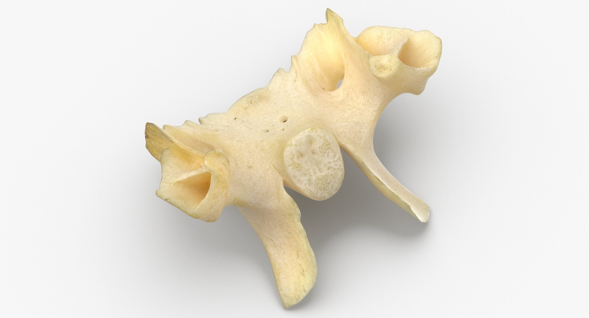 Domestic Calf Bos Primigenius Taurus Basisphenoid Bone 013D模型 ...