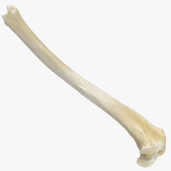 modelo 3d Tibia hueso de perro doméstico real 01 - TurboSquid 1577822
