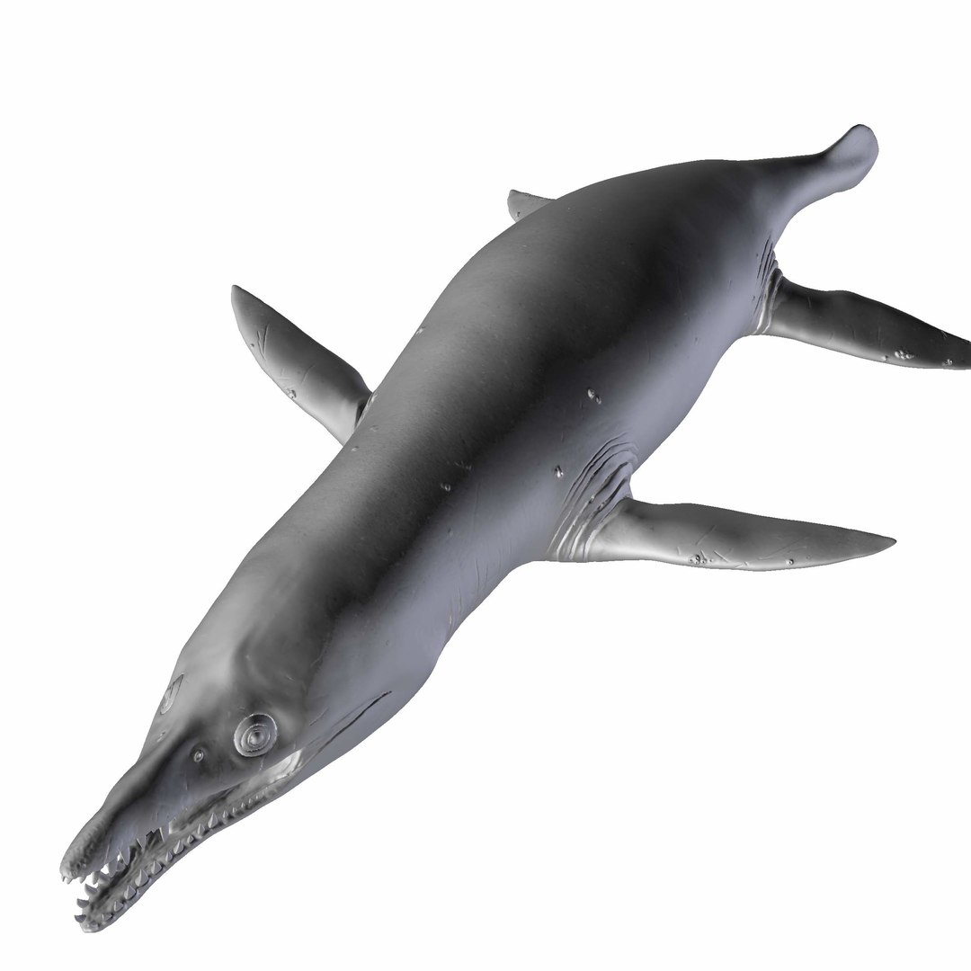 Pliosaurus rossicus by Andrew Atuchin 3D 모델 - TurboSquid 1566863