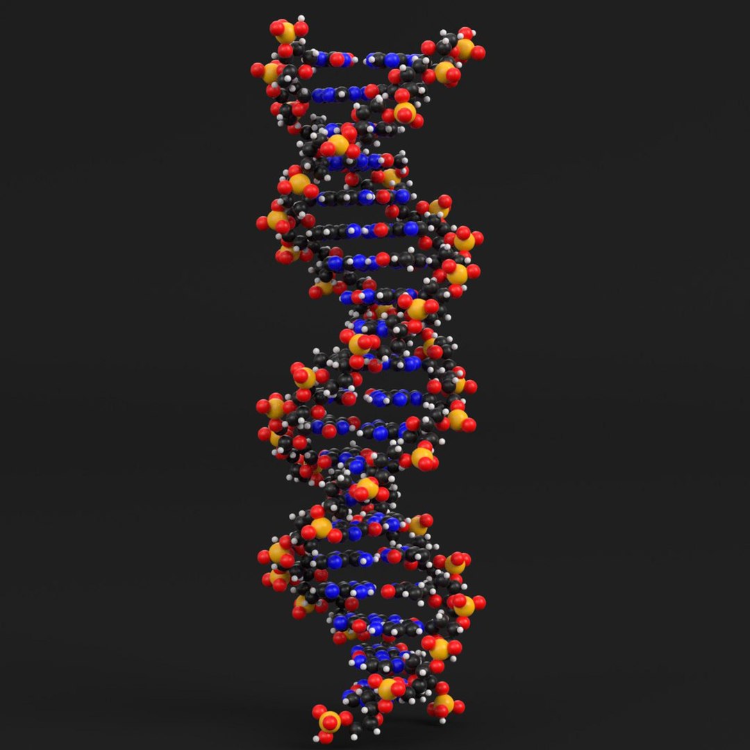 3D dna deoxyribonucleic acid - TurboSquid 1273909