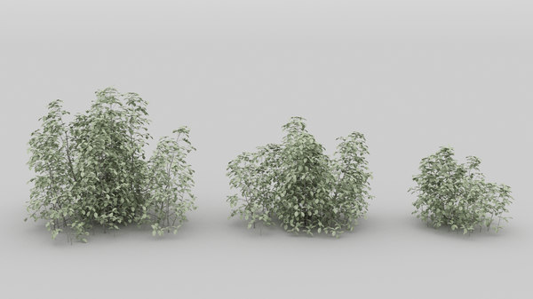 3D 30 wild bushes - TurboSquid 1269994