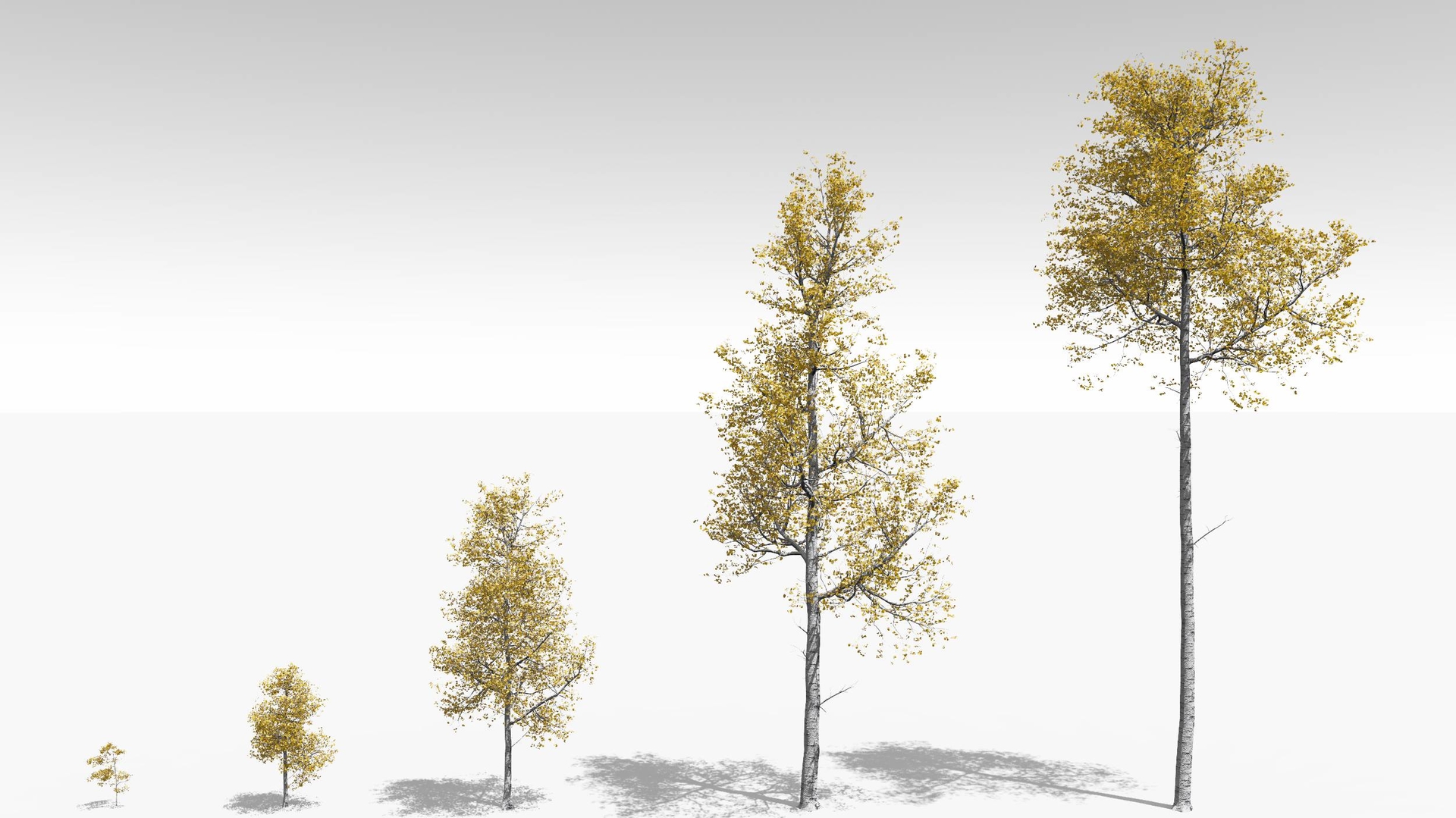Quaking aspen tree growth model - TurboSquid 1578708