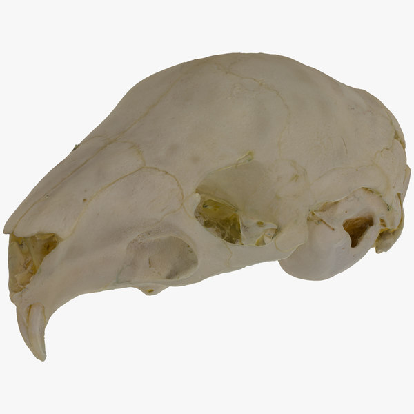 modelo 3d Real Crested Puercoespín Hystrix Cristata Skull 01 RAW SCAN ...