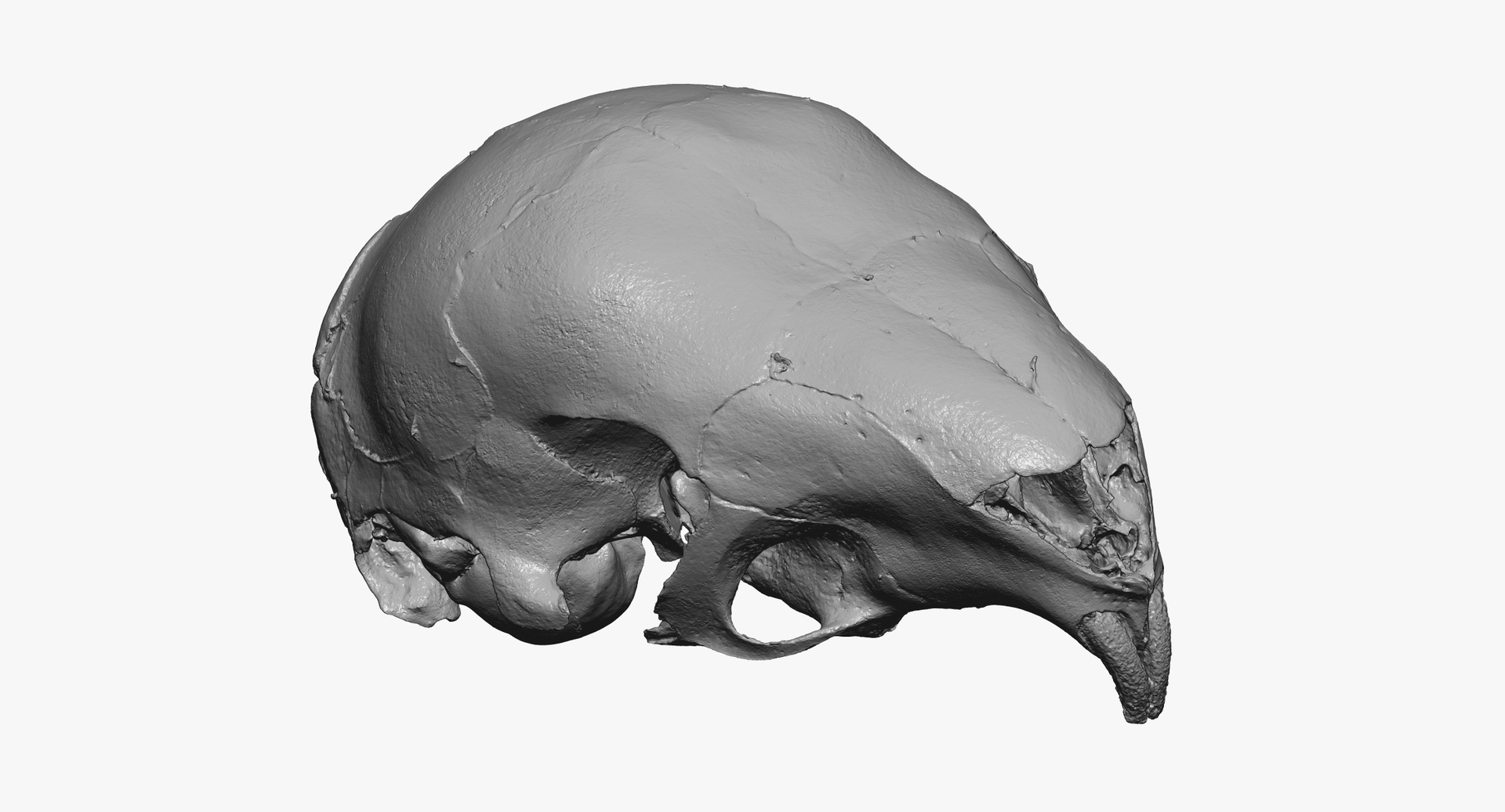 modelo 3d Real Crested Puercoespín Hystrix Cristata Skull 01 RAW SCAN ...