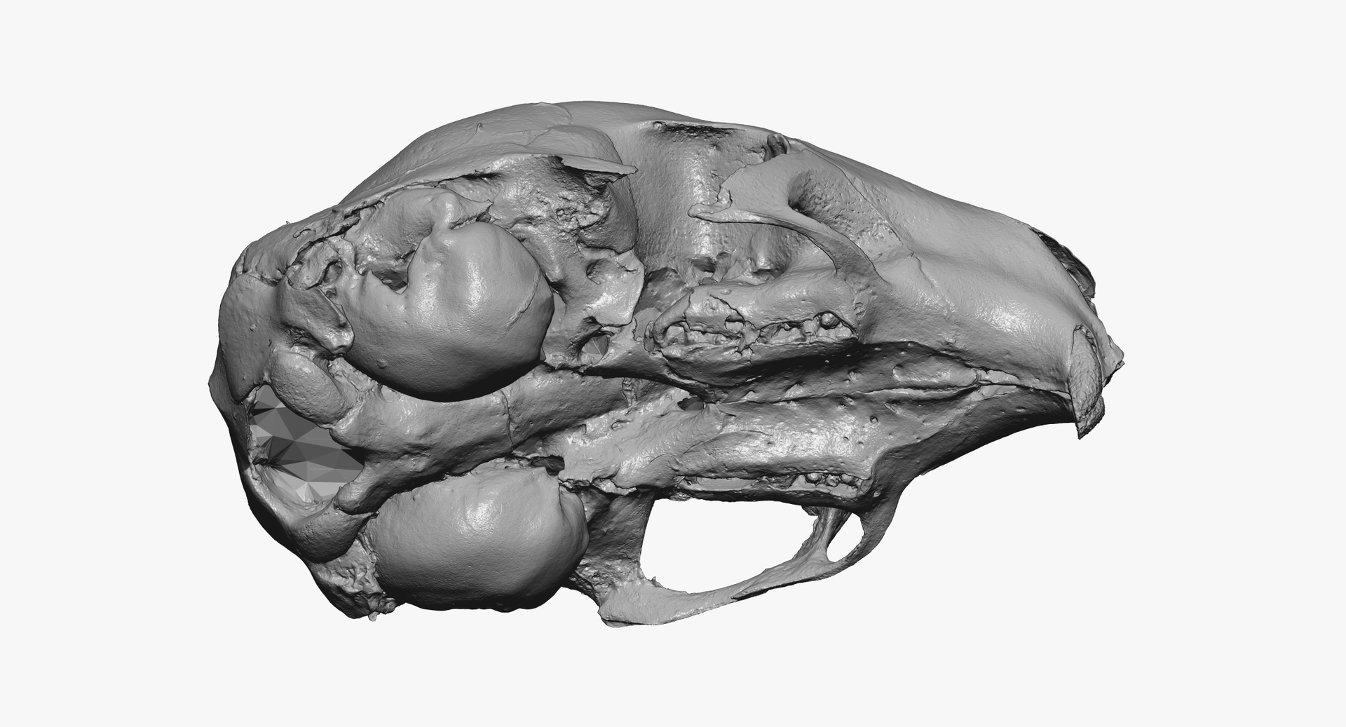 modelo 3d Real Crested Puercoespín Hystrix Cristata Skull 01 RAW SCAN ...