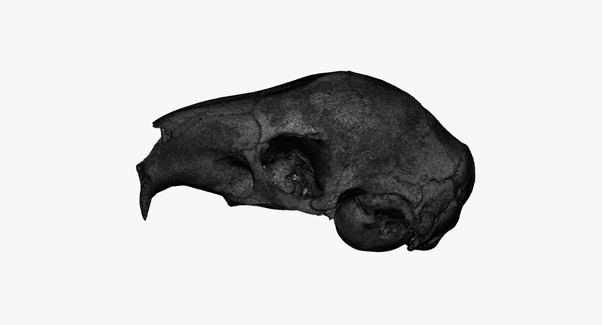 modelo 3d Real Crested Puercoespín Hystrix Cristata Skull 01 RAW SCAN ...