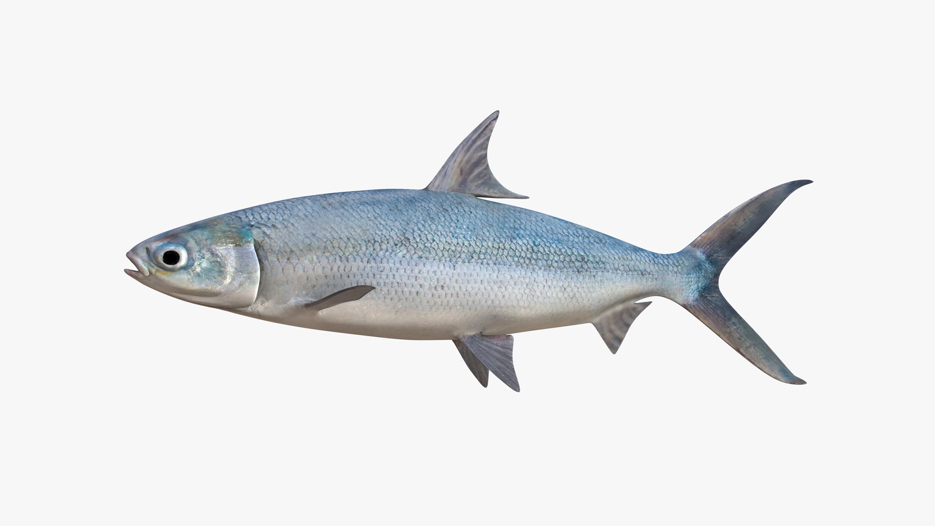 3D realistic milkfish - TurboSquid 1579783