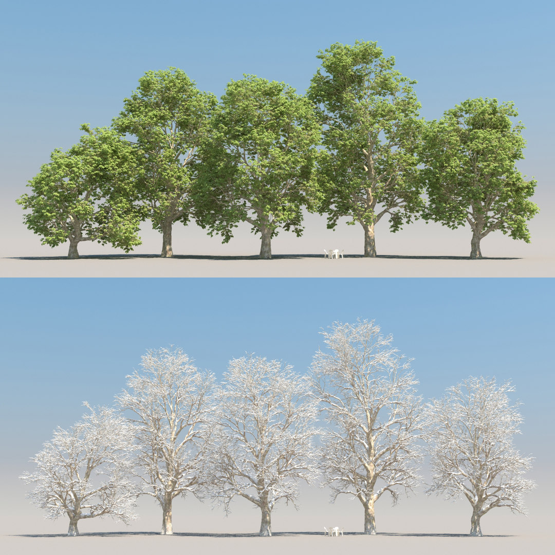 5 platanus tree leaves 3D model - TurboSquid 1579874