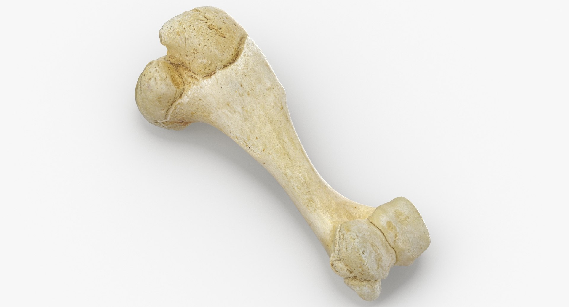 3D domestic pig sus domesticus model - TurboSquid 1580645