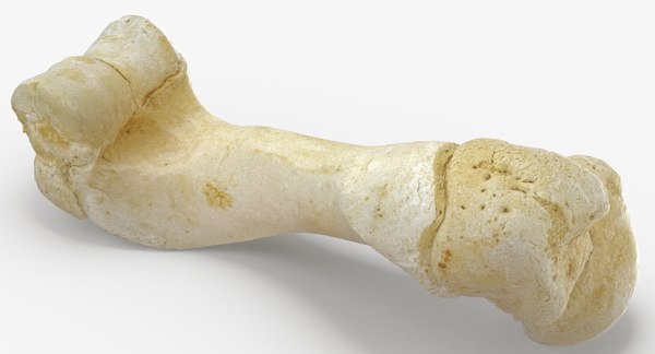 modelo 3d Real Doméstico Cerdo Sus Domesticus Húmero Hueso 01 ...