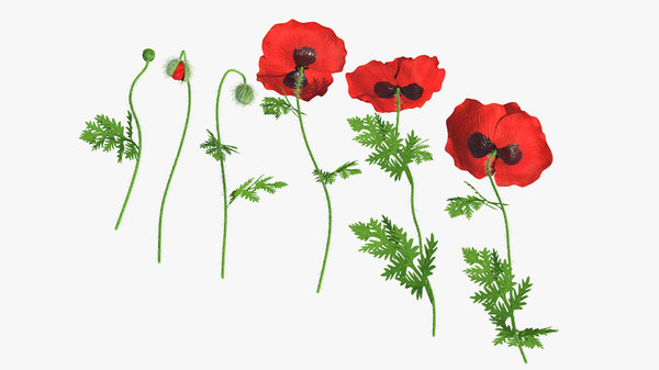 3D stages poppy flower growth model - TurboSquid 1580997