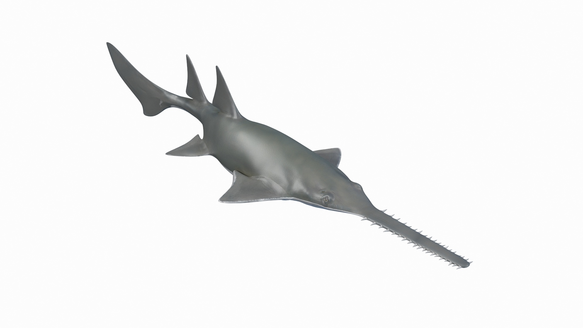 3D model sawfish attack pose fish - TurboSquid 1580988