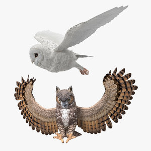 Owl 3D Models for Download | TurboSquid