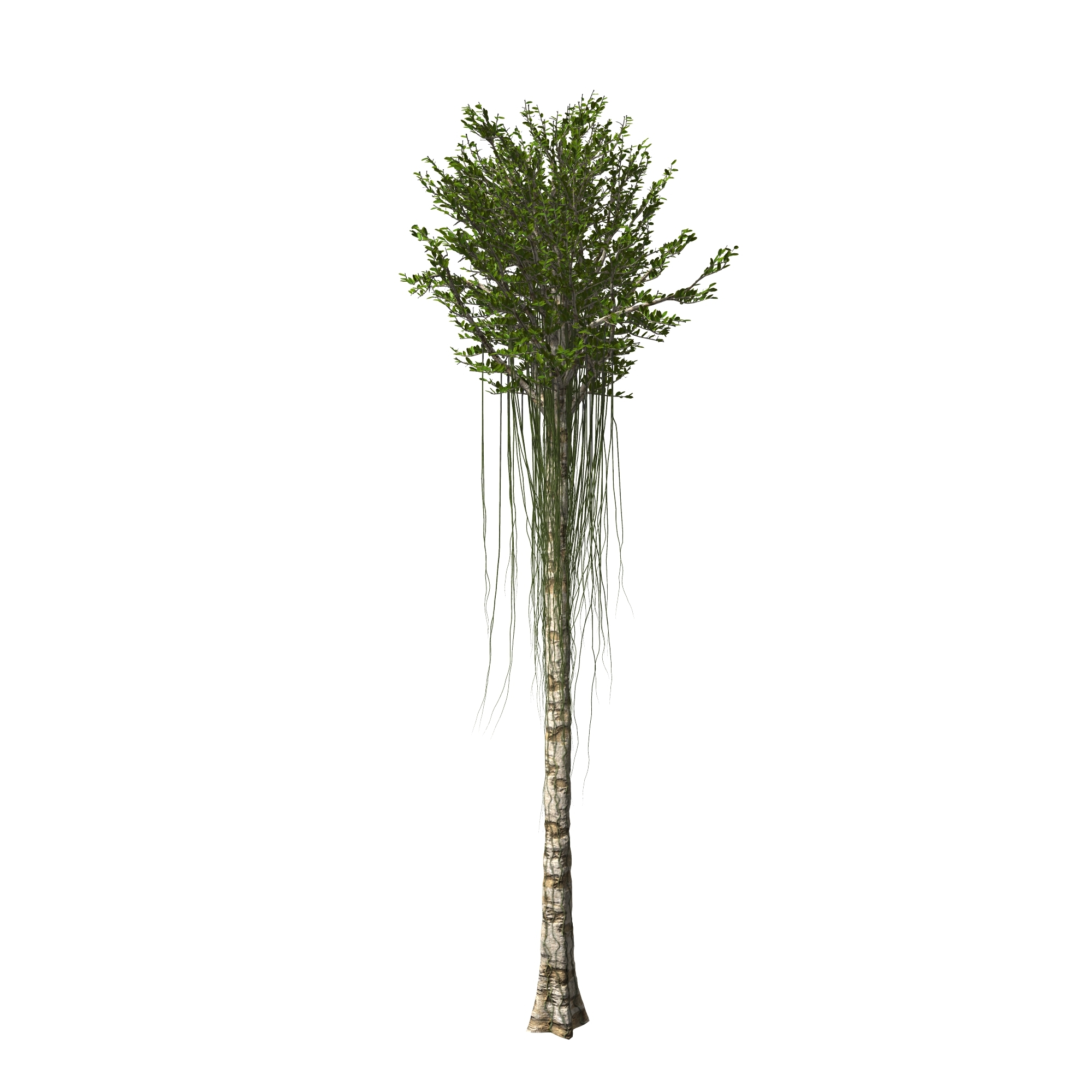 Aquilaria Adlerholzbaum 3D-Modell - TurboSquid 1581488
