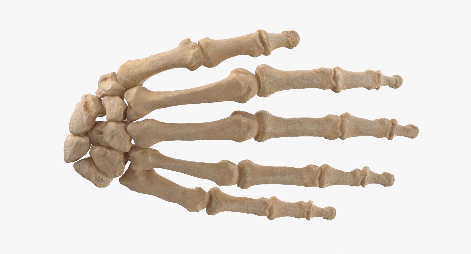 3D human hand bones anatomy - TurboSquid 1581641