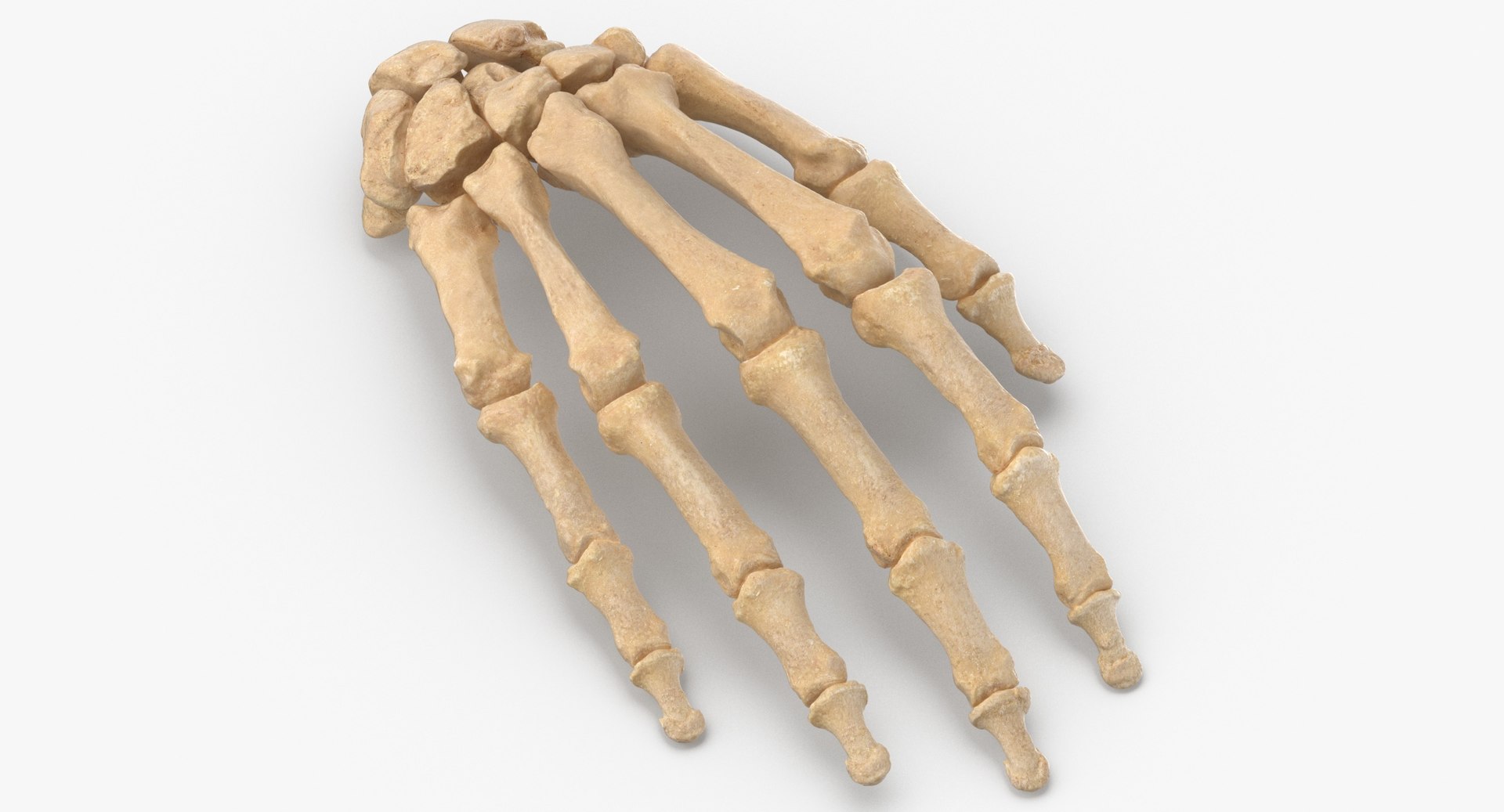 modelo 3d Real Human Hand Bones Anatomy 01 - TurboSquid 1581641