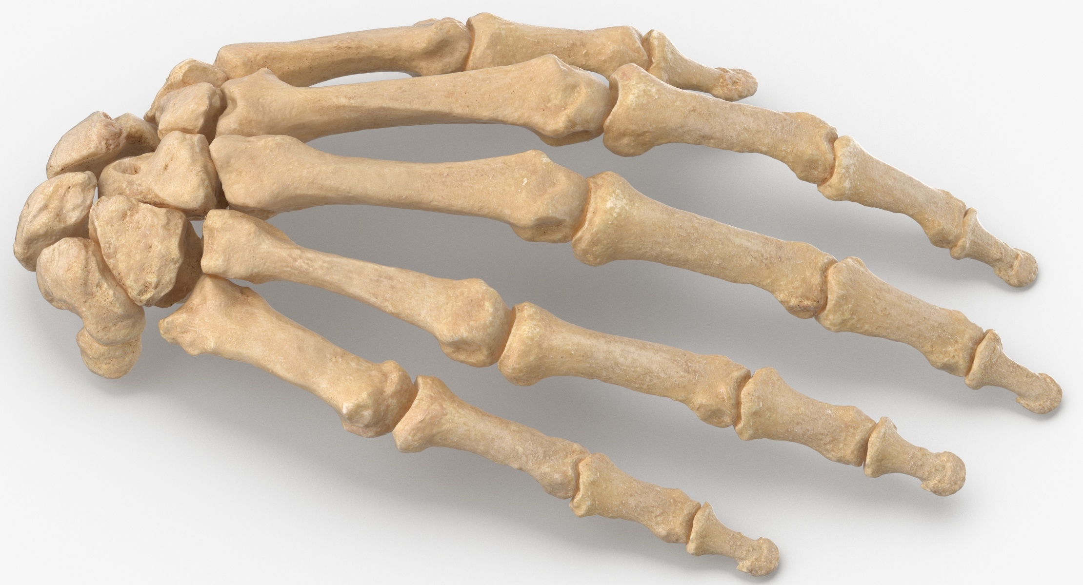 Real Human Hand Bones Anatomy 01 3D 모델 - TurboSquid 1581641