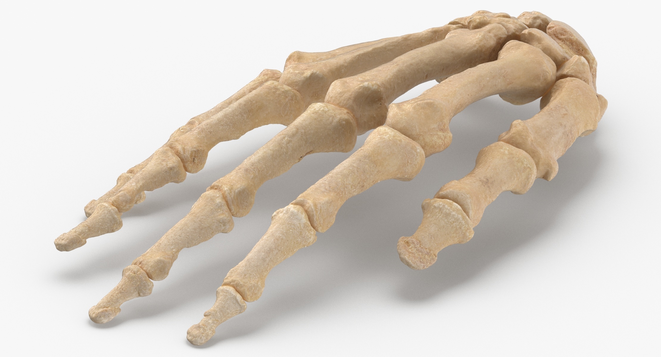 modelo 3d Real Human Hand Bones Anatomy 01 - TurboSquid 1581641