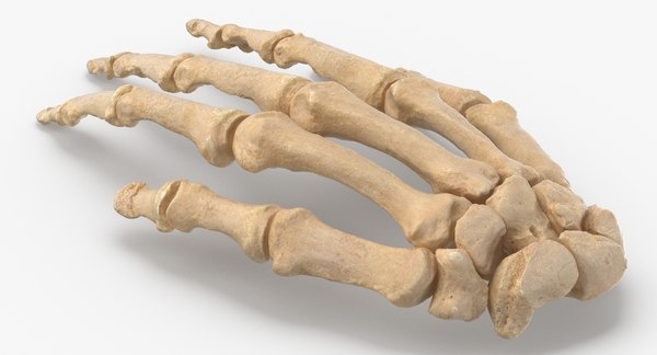 3D human hand bones anatomy - TurboSquid 1581641