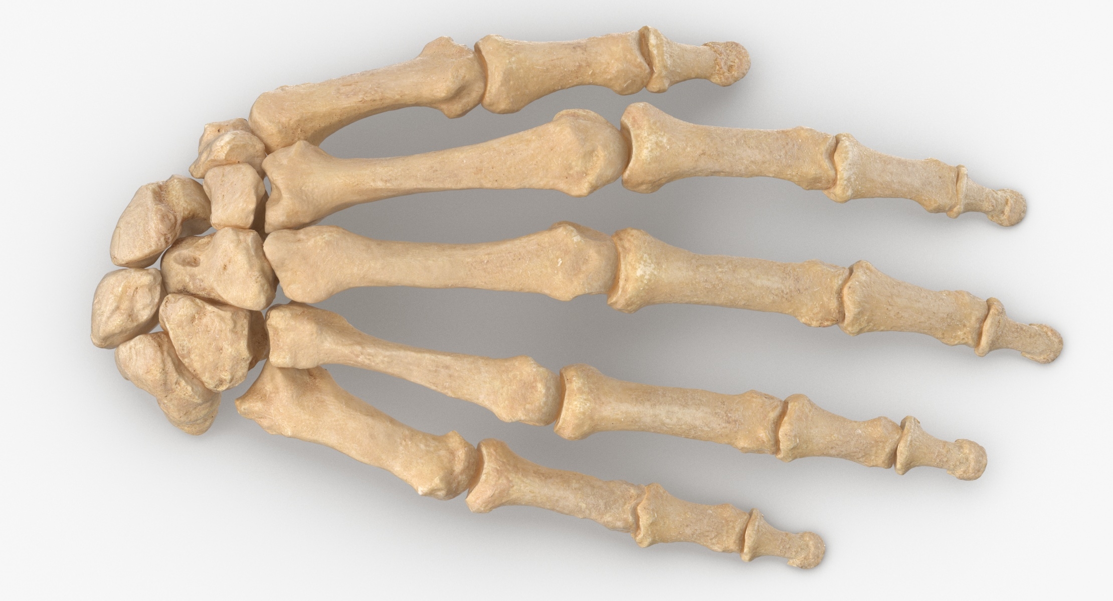 3D human hand bones anatomy - TurboSquid 1581641