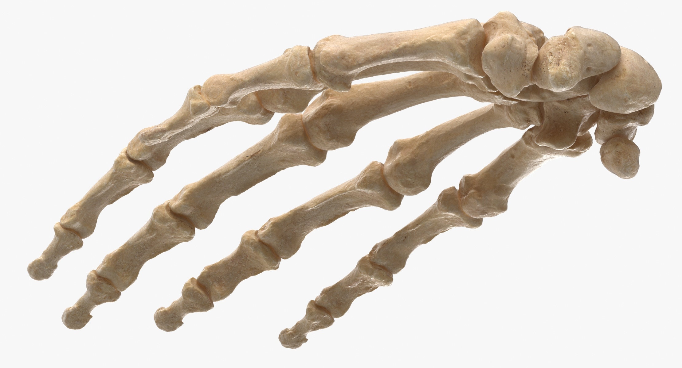 modelo 3d Real Human Hand Bones Anatomy 01 - TurboSquid 1581641