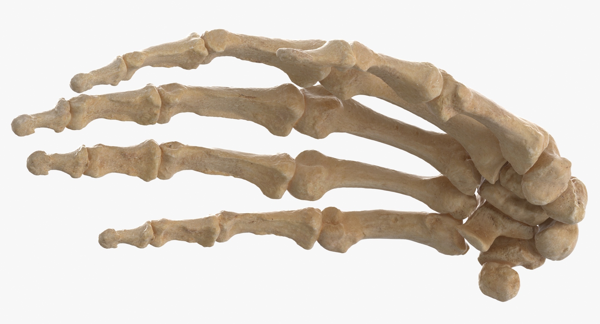 3D human hand bones anatomy - TurboSquid 1581641