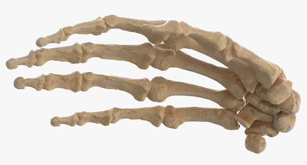 3D human hand bones anatomy - TurboSquid 1581641