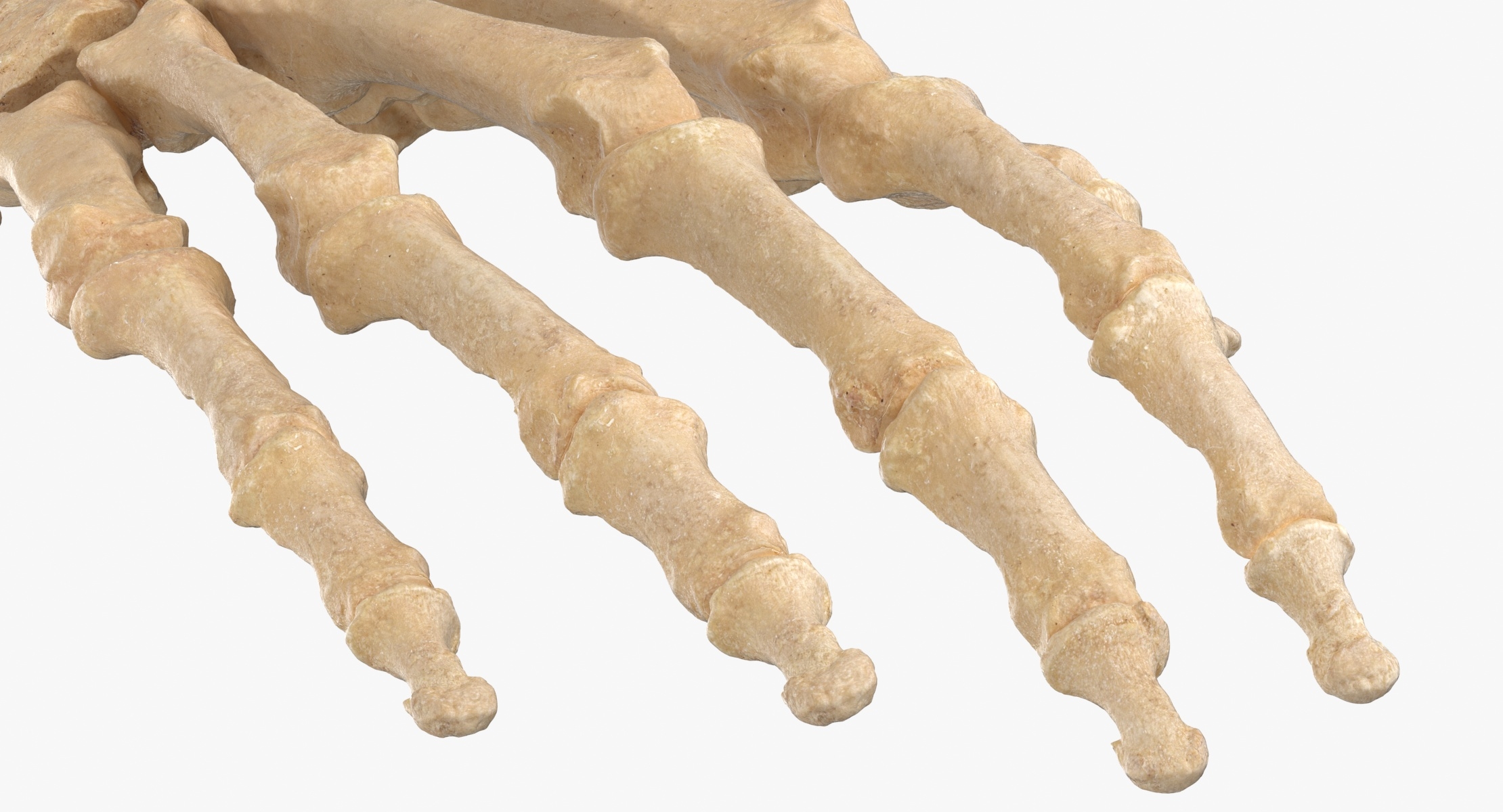 3D human hand bones anatomy - TurboSquid 1581641