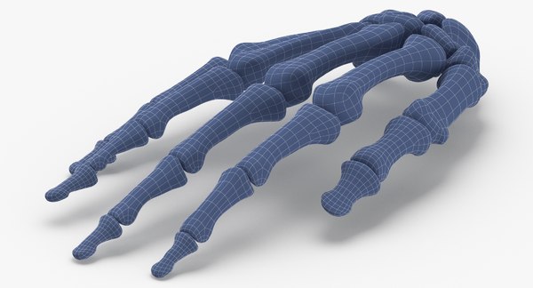 3D human hand bones anatomy - TurboSquid 1581641