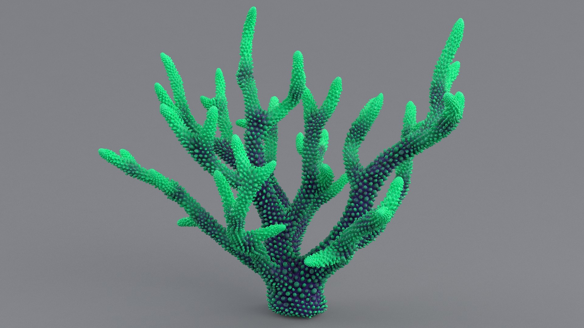 Coral 4 l 3D model - TurboSquid 1582015