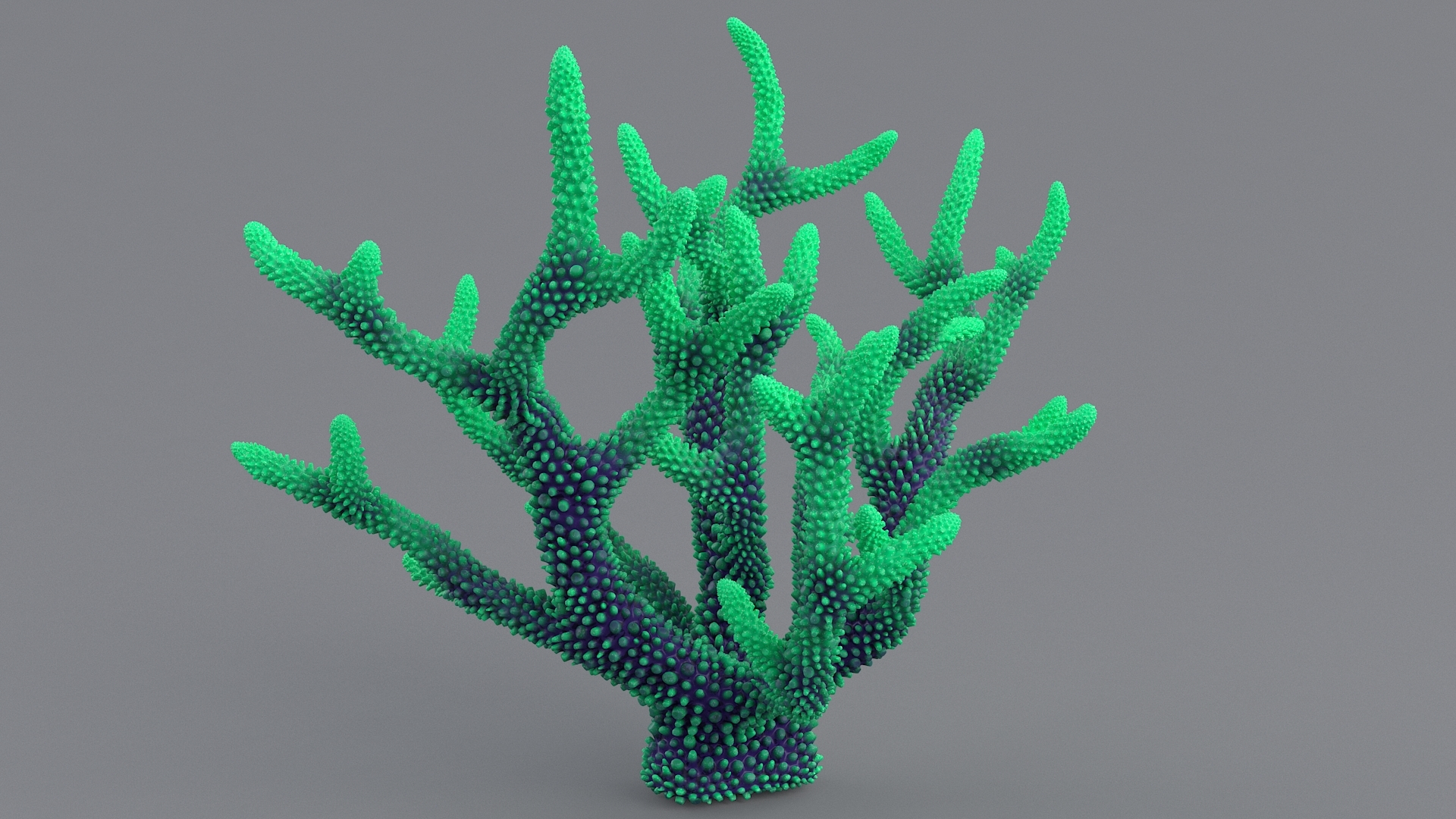 Coral 4 l 3D model - TurboSquid 1582015